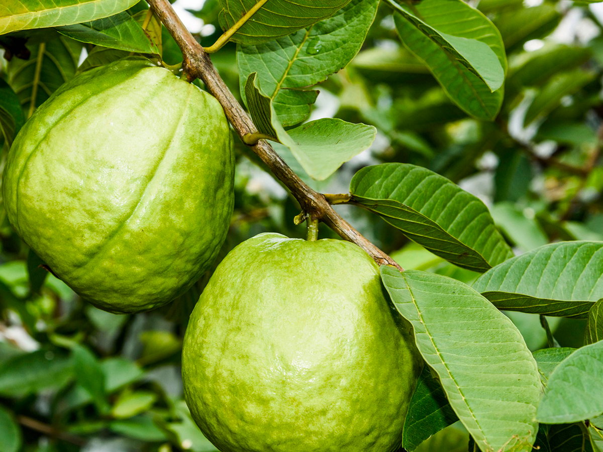 How To Grow And Care For A Guava Tree - Bunnings New Zealand