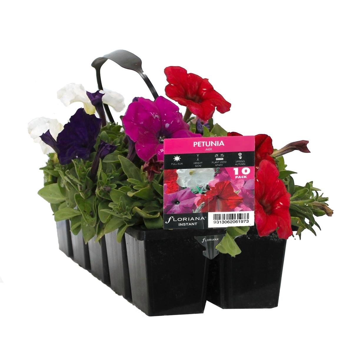 10 Cell Petunia Mix - Petunia x hybrida - Bunnings Australia