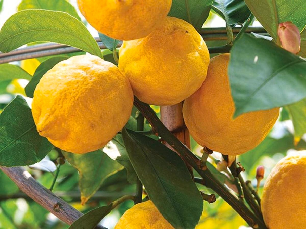 How To Grow And Care For a Lemon Tree - Bunnings Australia