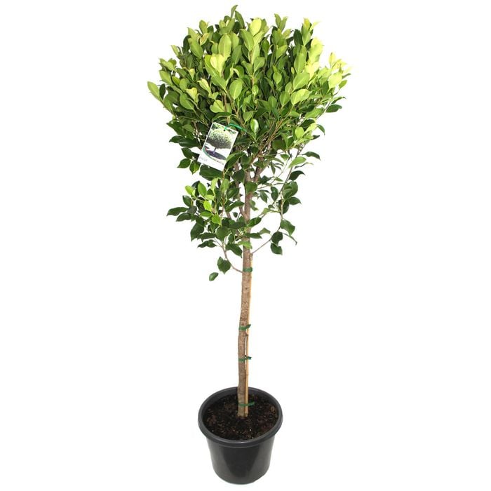 300mm Hills Fig - Ficus microcarpa hillii 'Flash' - Bunnings Australia