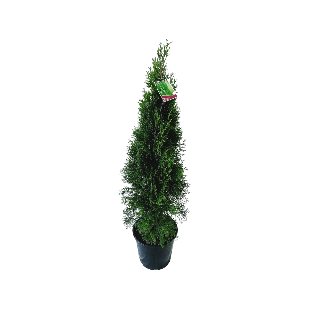 250mm Smaragd Conifer - Thuja occidentalis - Bunnings Australia