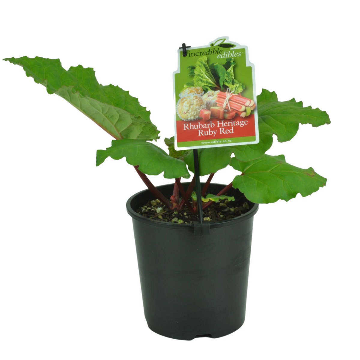 1.9L Rhubarb - Rheum rhabarbarum Heritage Ruby Red - Bunnings New Zealand