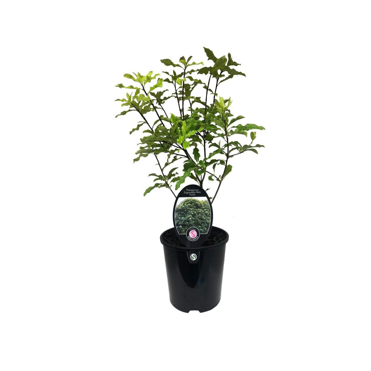 3.5L Pittosporum Mini Green - Pittosporum eugenodies - Bunnings New Zealand