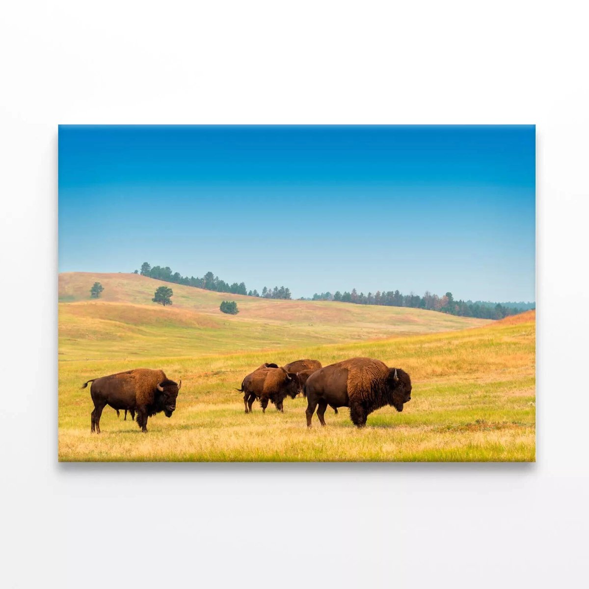 Herd of Buffalo Print 100% Australian Made 90 x 60cm (Stretched ...
