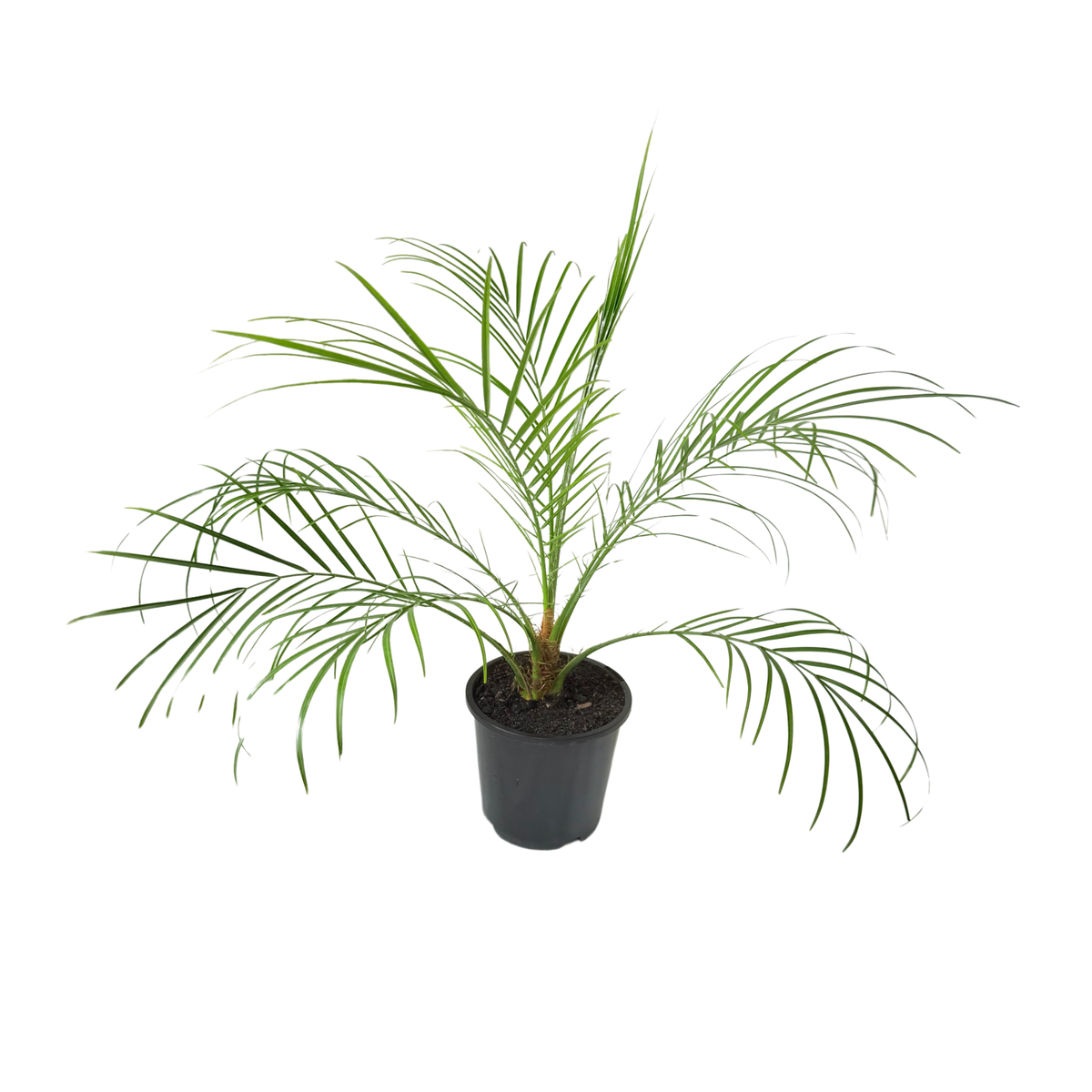 1.3L Miniature Date Palm - Phoenix roebelenii - Bunnings New Zealand