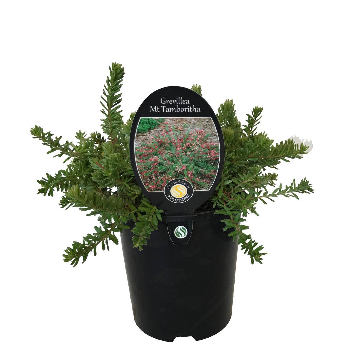 1.9L Grevillea Mt Tamboritha - Bunnings New Zealand