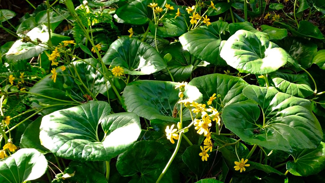 How To Grow Leopard Plant (Ligularia) - Bunnings Australia