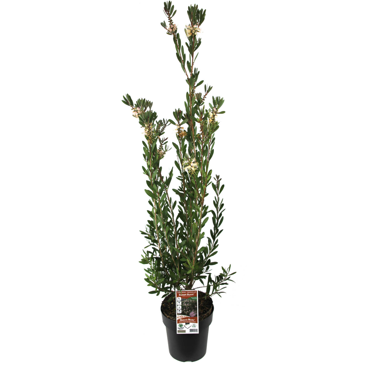 200mm Callistemon Sweet Burst - Callistemon citrinus - Bunnings Australia