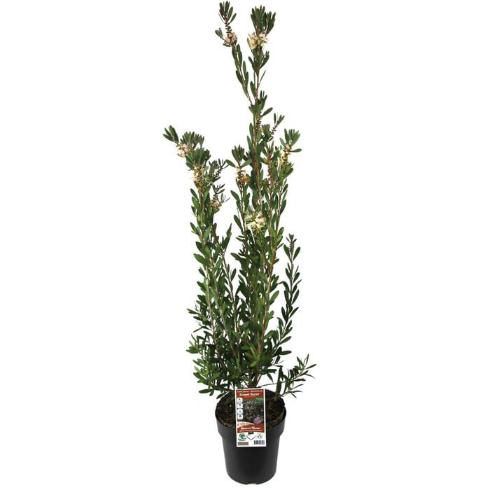 200mm Callistemon Sweet Burst - Callistemon citrinus - Bunnings Australia
