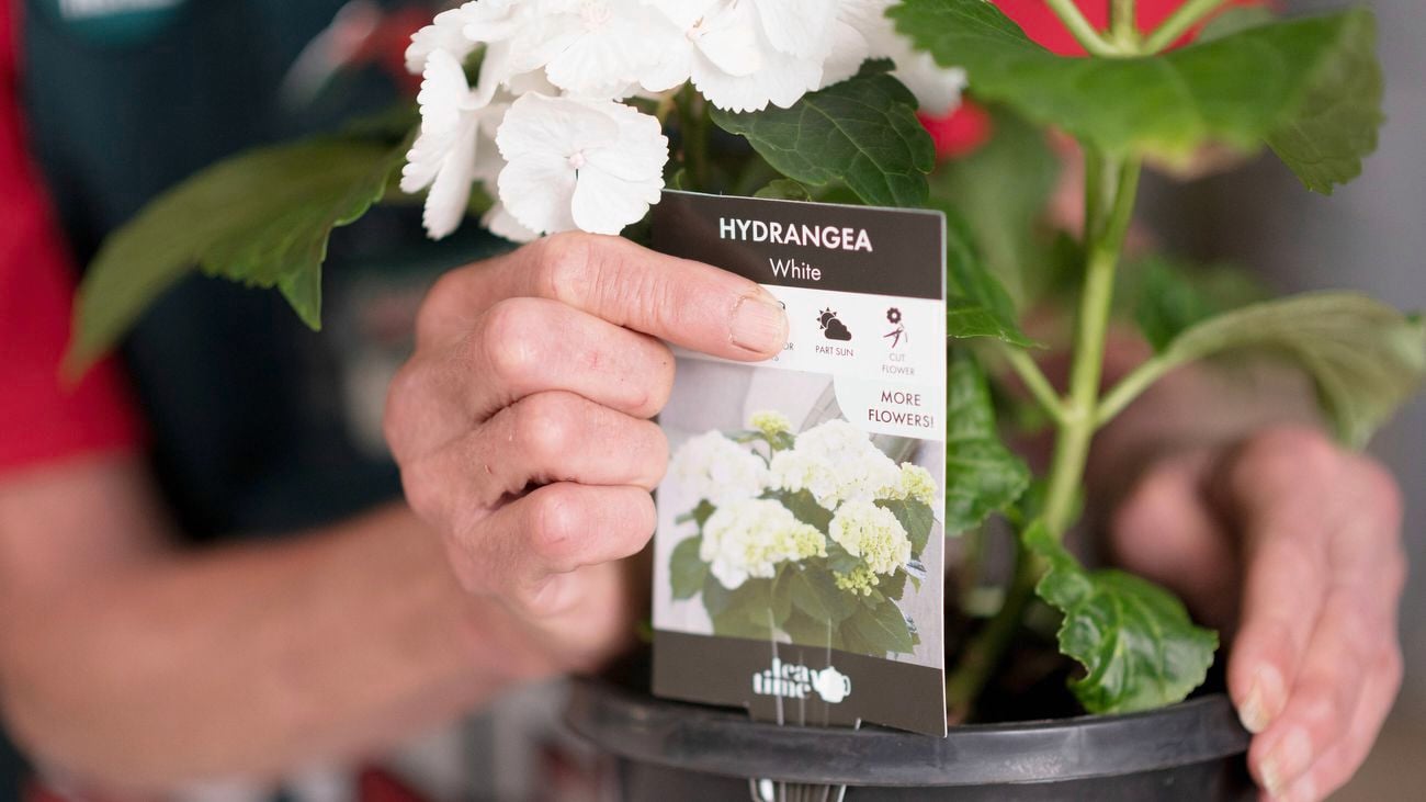 How To Select And Plant Hydrangeas - Bunnings Australia