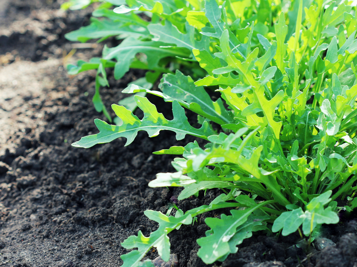 How To Grow Rocket - Bunnings Australia