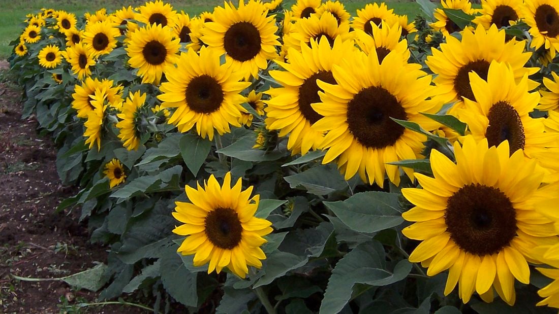 How To Plant And Care For Sunflowers - Bunnings New Zealand