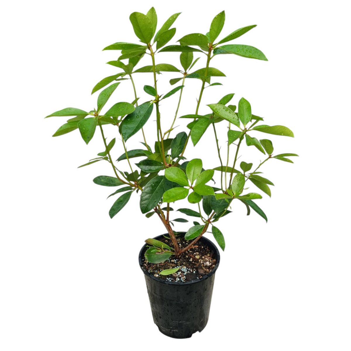 3.3L Vireya Tropical Glow - Rhododendron - Bunnings New Zealand