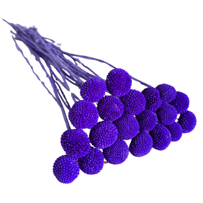 Blooms Of Joy 50cm Purple Billy Button Flowers - Bunnings Australia