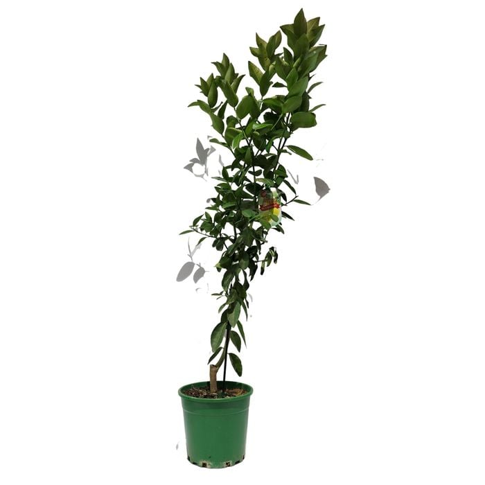 200mm Lime Australian - Bunnings Australia