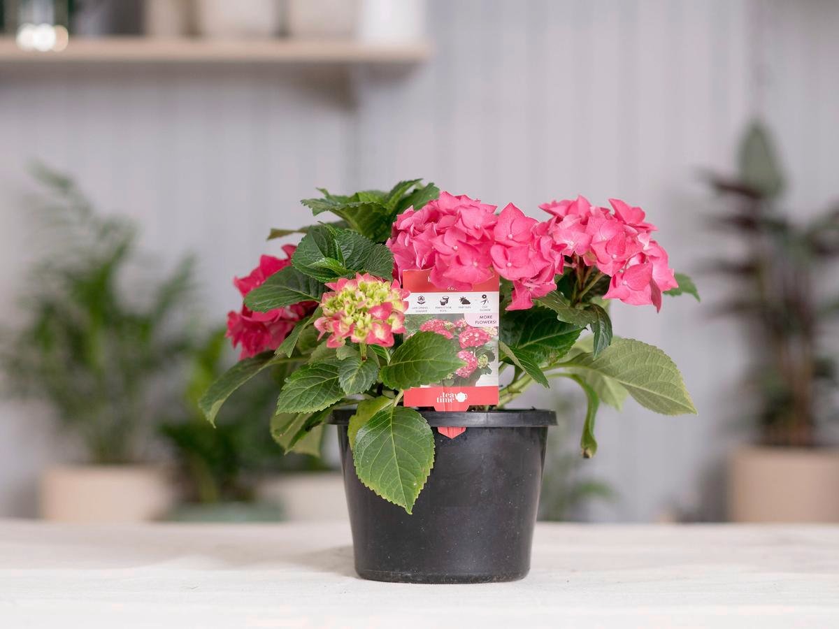 How To Plant And Propagate Hydrangeas - Bunnings Australia