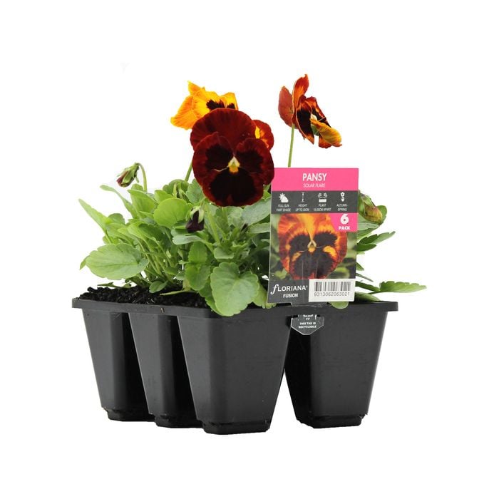 Punnet Pansy Solar Flare - Viola x wittrockiana - Bunnings Australia