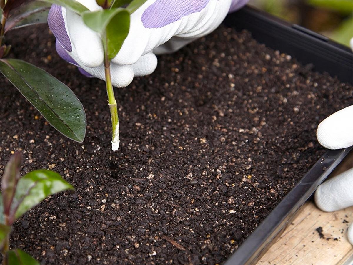 Propagation Kits | Propagation Equipment - Bunnings Australia