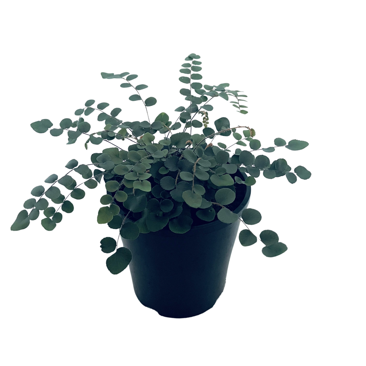 140mm Button Fern - Pellaea rotundifolia - Bunnings Australia