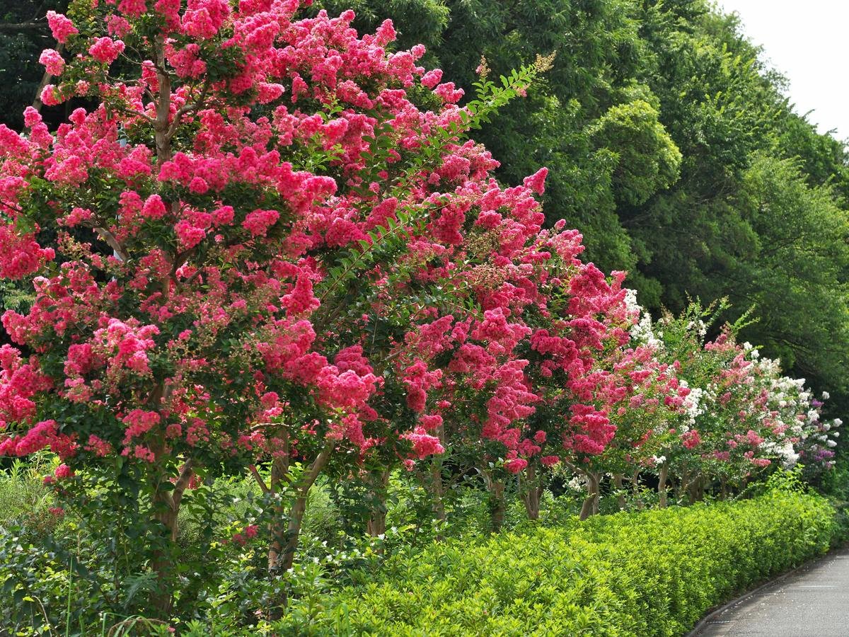 How To Choose A Feature Tree - Bunnings Australia