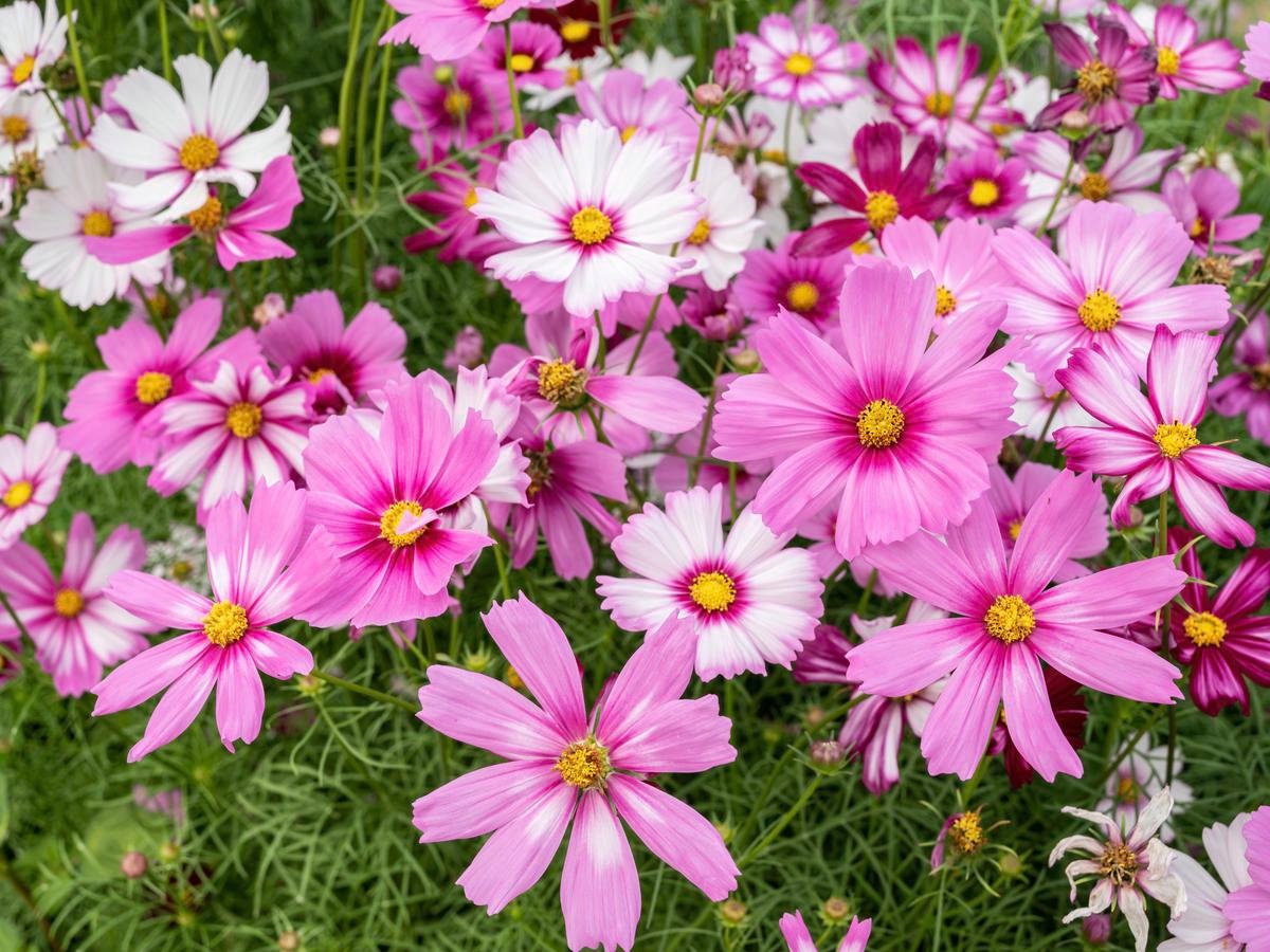 How To Grow Cosmos - Bunnings New Zealand
