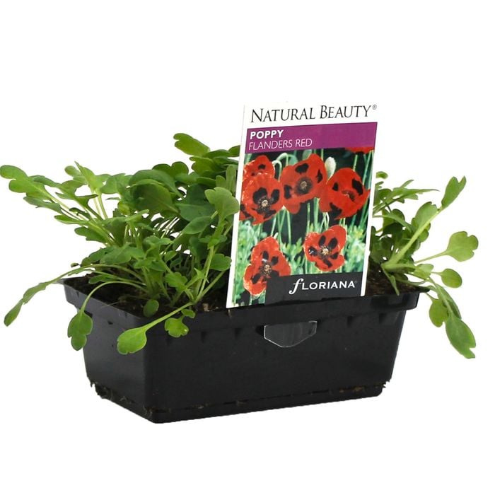 Poppy Flanders Red Punnet - Papaver rhoeas - Bunnings Australia