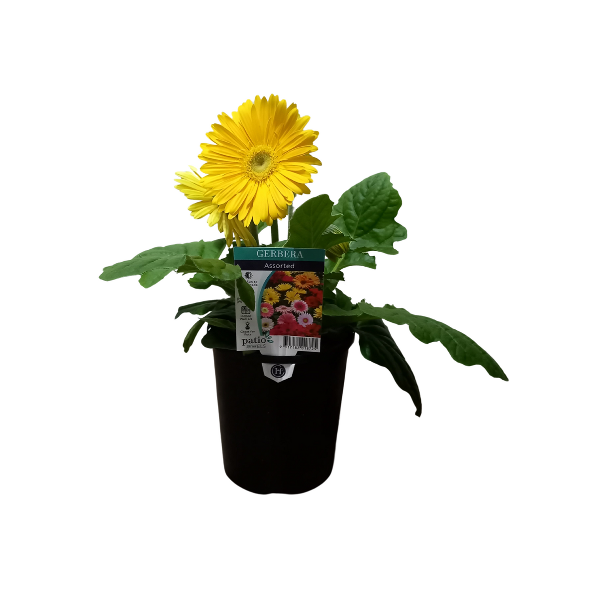 125mm Gerbera Assorted - Gerbera jamesonii - Bunnings Australia