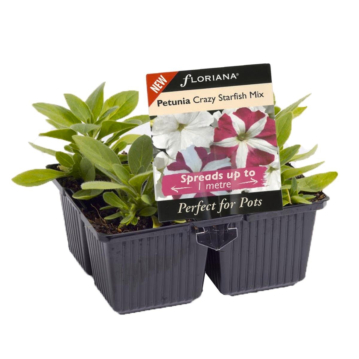 Floriana 4 Cell Petunia Crazy Starfish - Petunia x hybrida - Bunnings ...