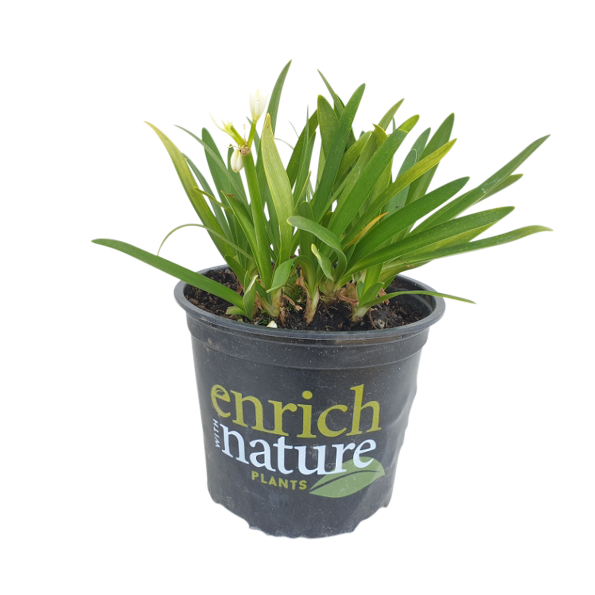 130mm Miniature Lily of the Nile - Agapanthus agapetite - Bunnings New ...
