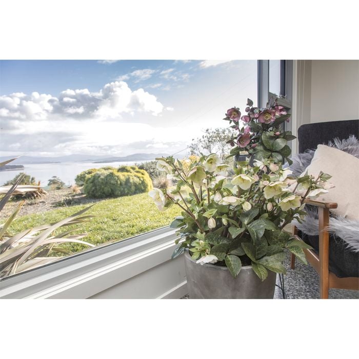 170mm Hellebore - Helleborus Molly's White - Bunnings Australia