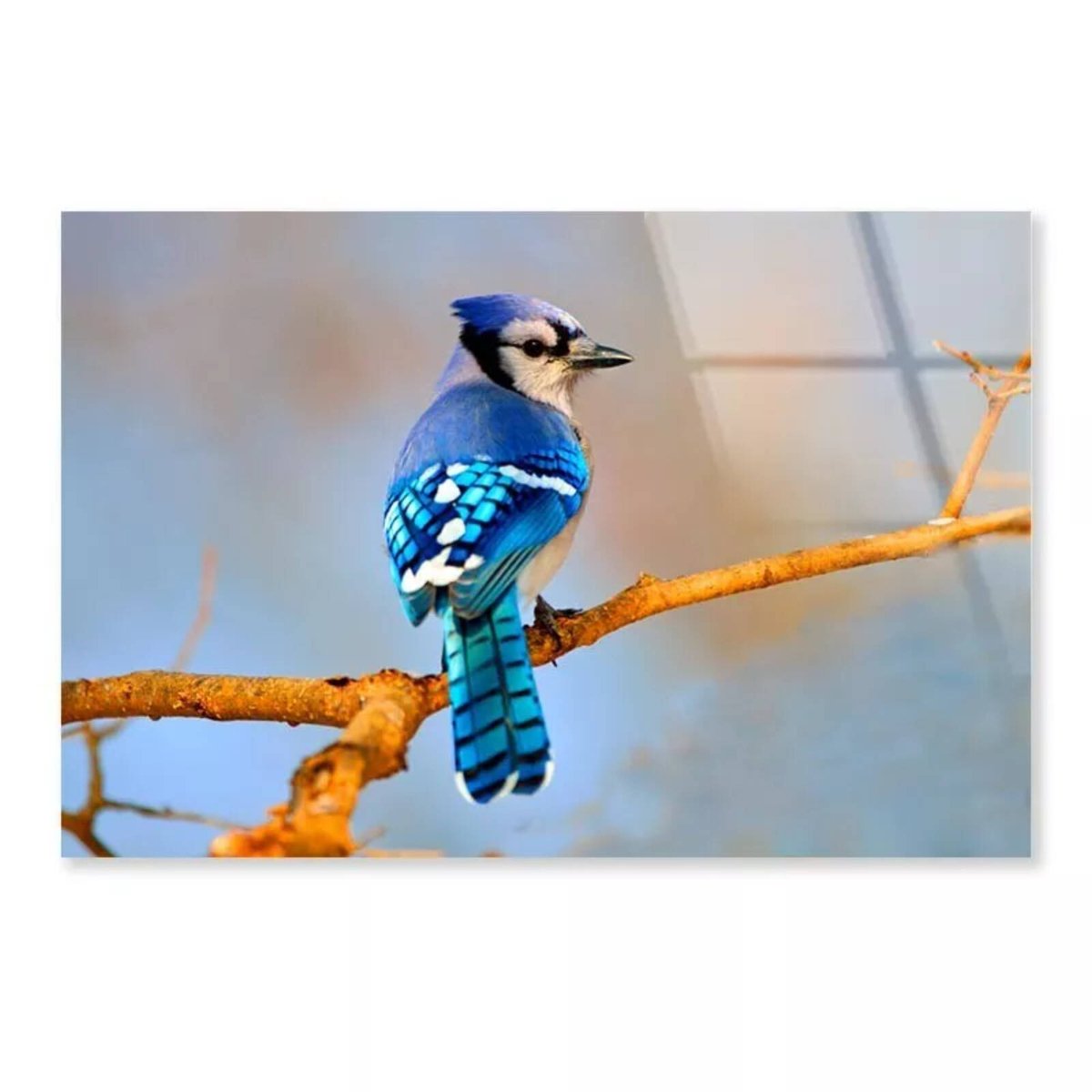 Lue Jay Sitting on Tree Print 100% Australian Made 90 x 60cm (Acrylic ...