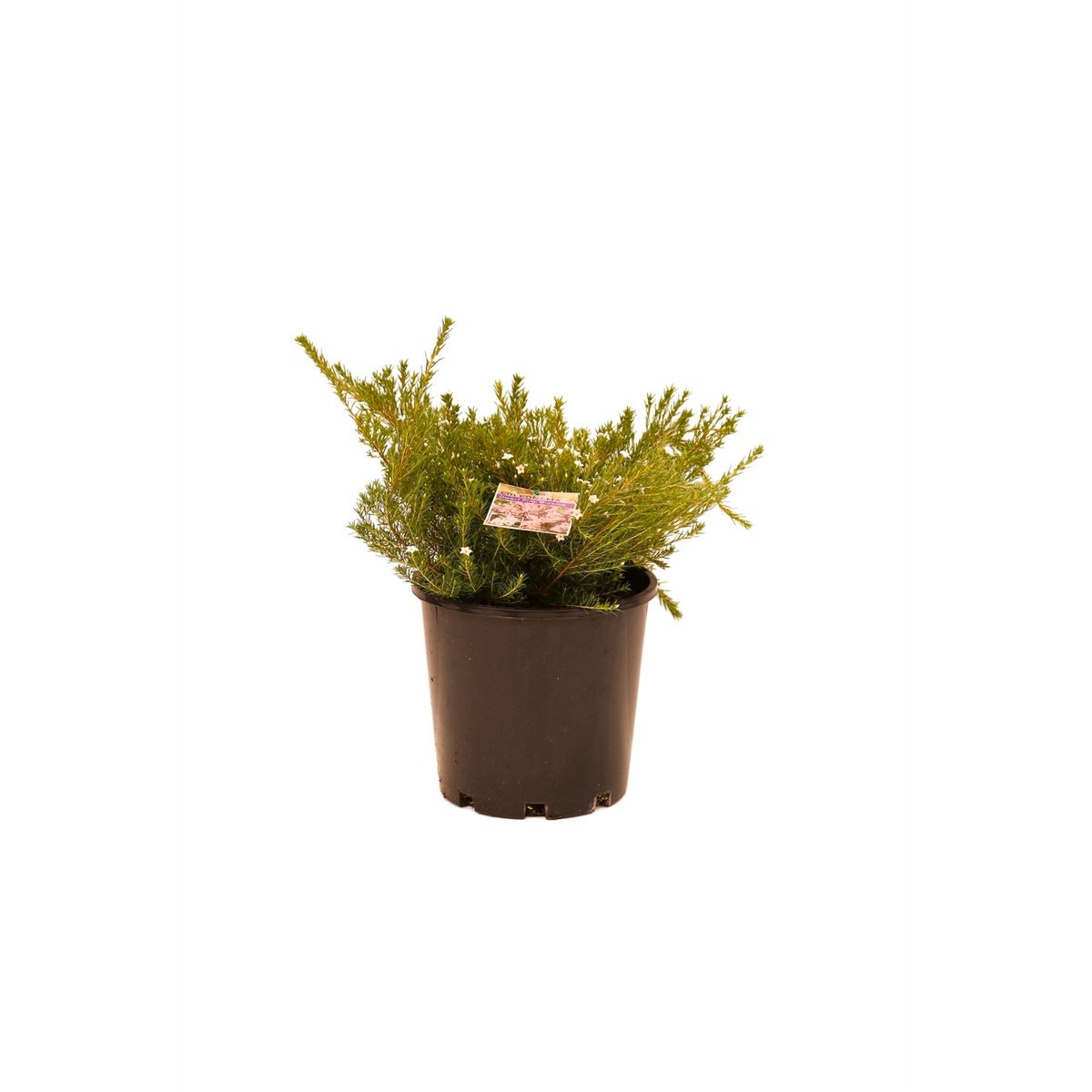 200mm Dwarf Pink Diosma - Coleonema compacta - Bunnings Australia