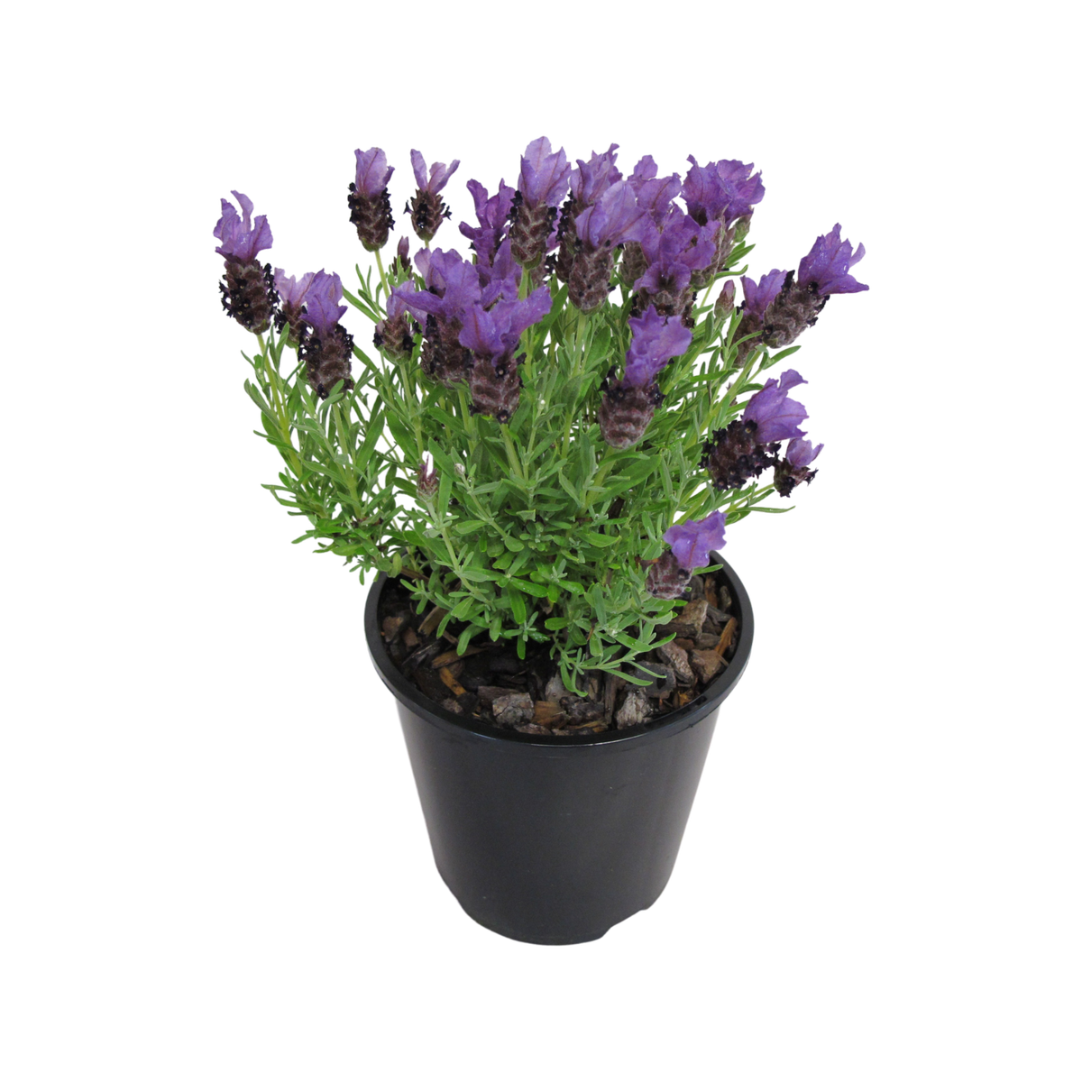 1.9L Lavender Lavish Purple - Lavandula Lavish Purple - Bunnings New ...