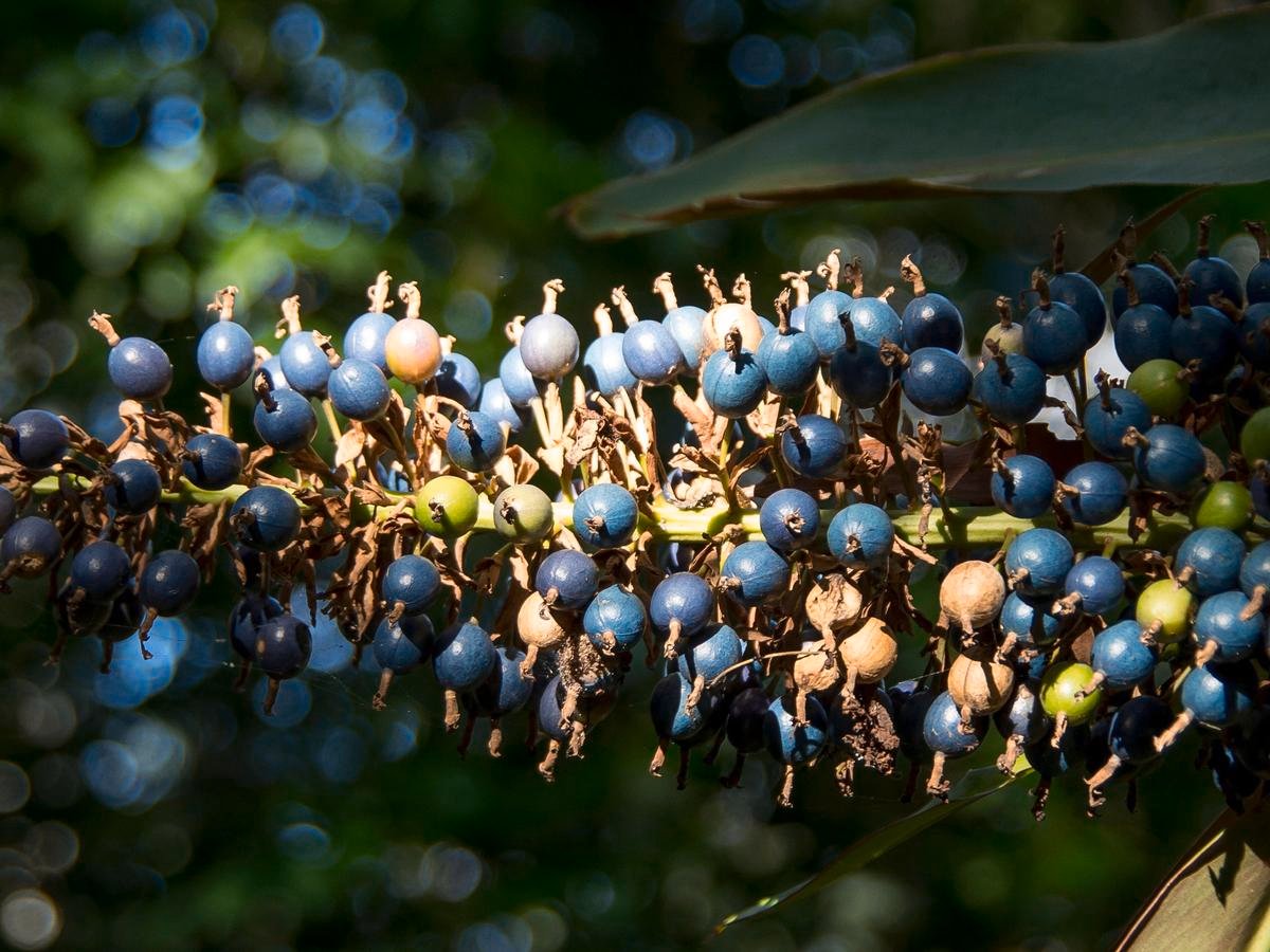 How To Grow Red Back Ginger - Bunnings Australia