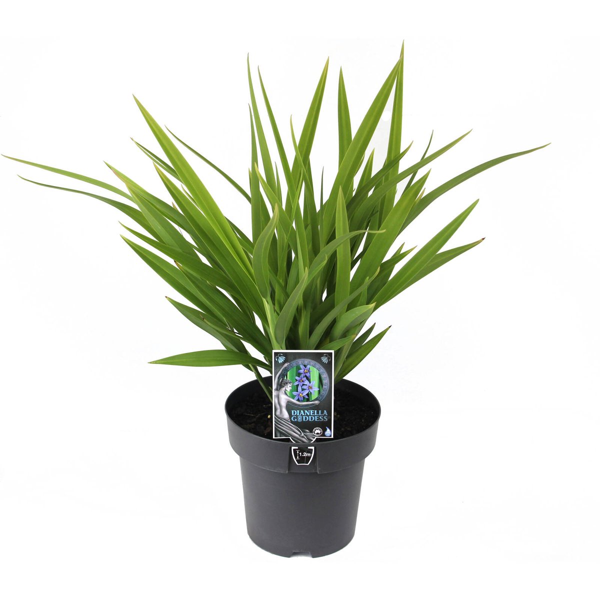 180mm Dianella Goddess - Dianella caerulea - Bunnings Australia