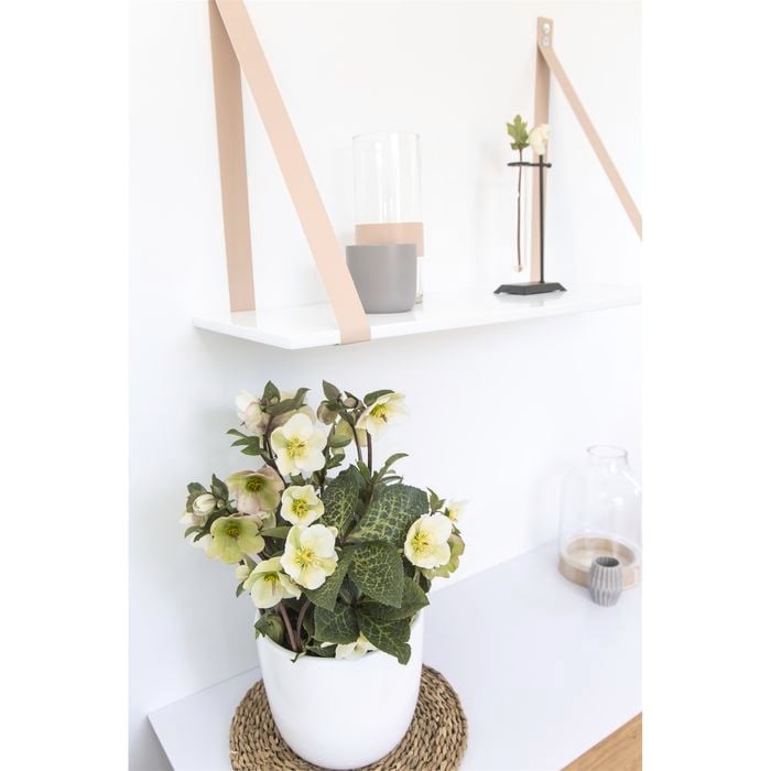 170mm Hellebore - Helleborus Molly's White - Bunnings Australia