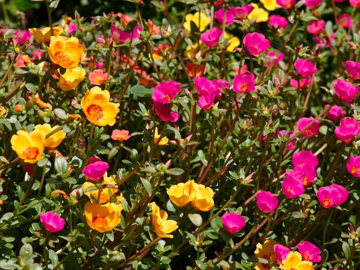 How To Grow And Care For Portulaca - Bunnings Australia