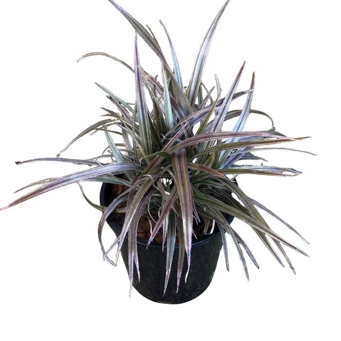 1.9L Astelia Red Devil - Astelia nivicola - Bunnings New Zealand