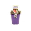 85mm Brass Buttons - Cotula Perpusilla - Bunnings Australia