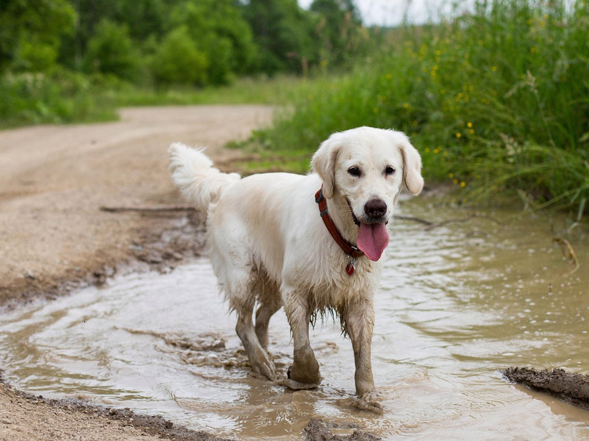 Tips For Cleaning Muddy Dog Paws And Fur - Bunnings Australia