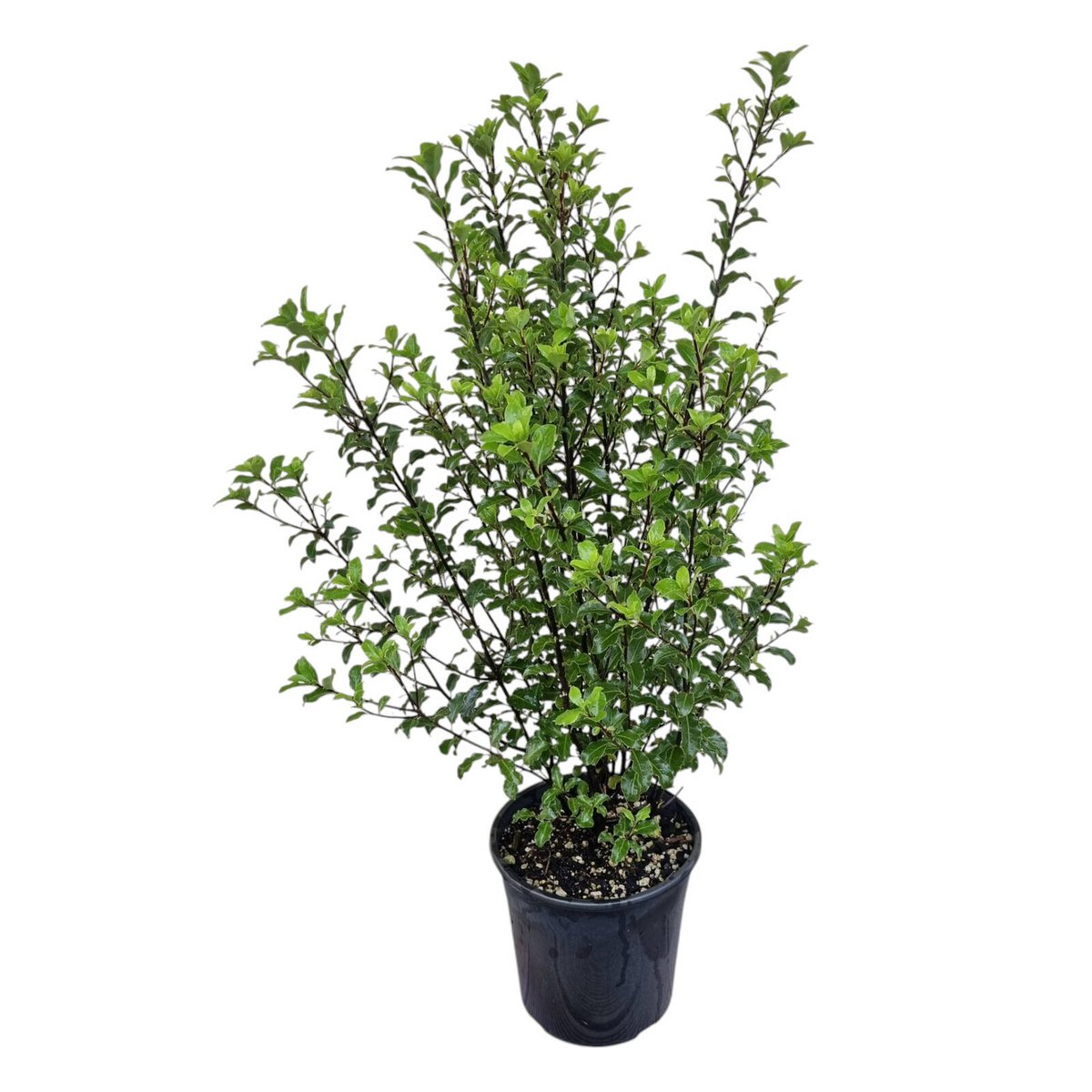 4L Tenufolium - Pittosporum Tasman Ruffles - Bunnings New Zealand