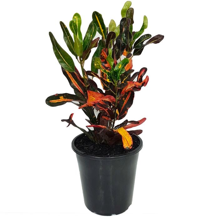180mm Mammy - Codiaeum Croton variegatum - Bunnings Australia