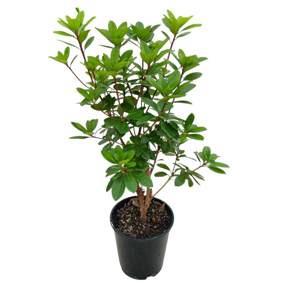 3.3L Vireya - Vireya Red Mountain - Bunnings New Zealand