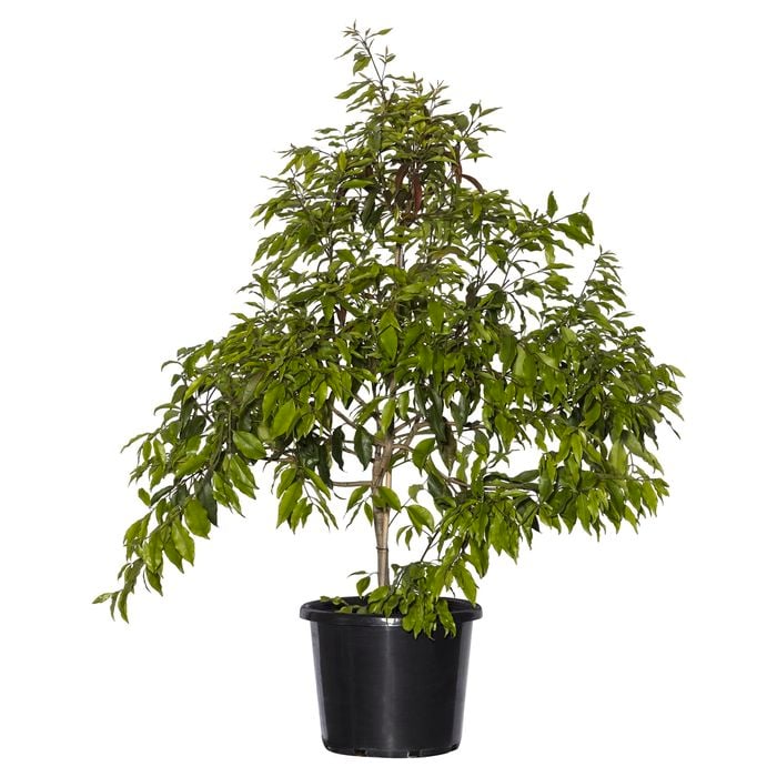 270mm Weeping Lilly Pilly - Waterhousia floribunda - Bunnings Australia