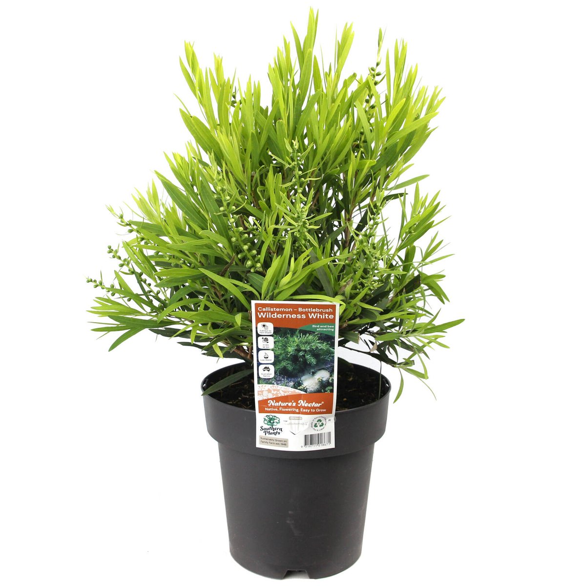 200mm Wilderness White Bottlebrush - Callistemon viminalis - Bunnings ...
