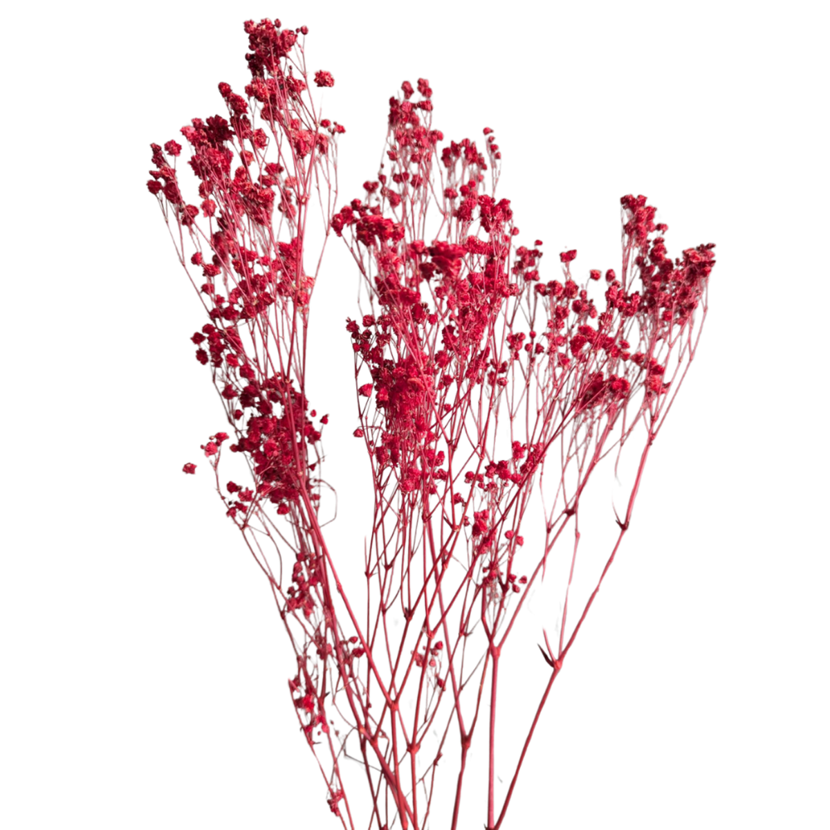 Blooms of Joy 60cm Red Babies Breath 4 Piece - Bunnings Australia