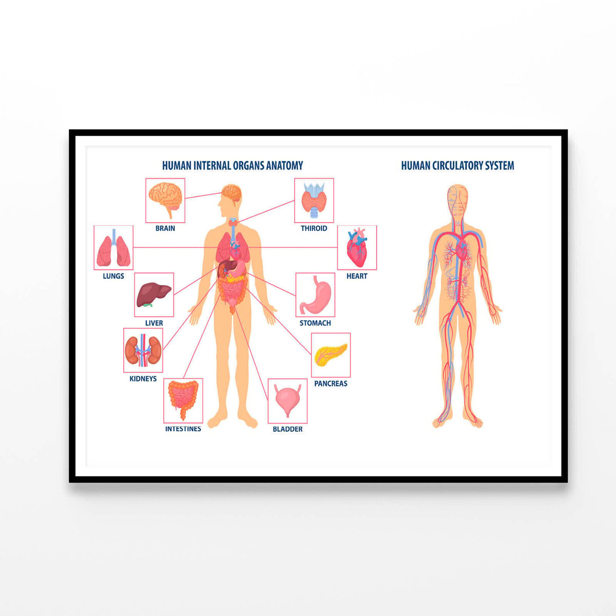 Anatomy Of the Human Body Print 100% Australian Made 120x90cm (Poster ...