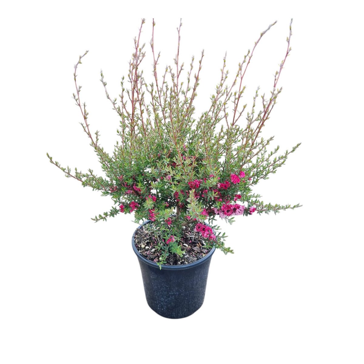 4L Tea Tree / Manuka - Leptospermum scoparium Coral Candy - Bunnings ...