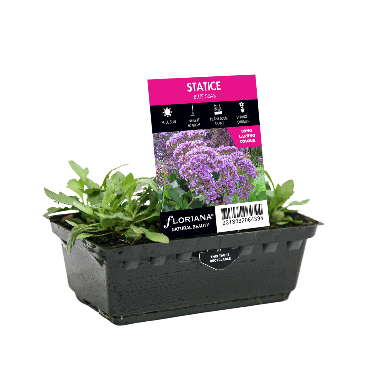 Punnet Statice Blue Seas - Limonium perezii - Bunnings Australia