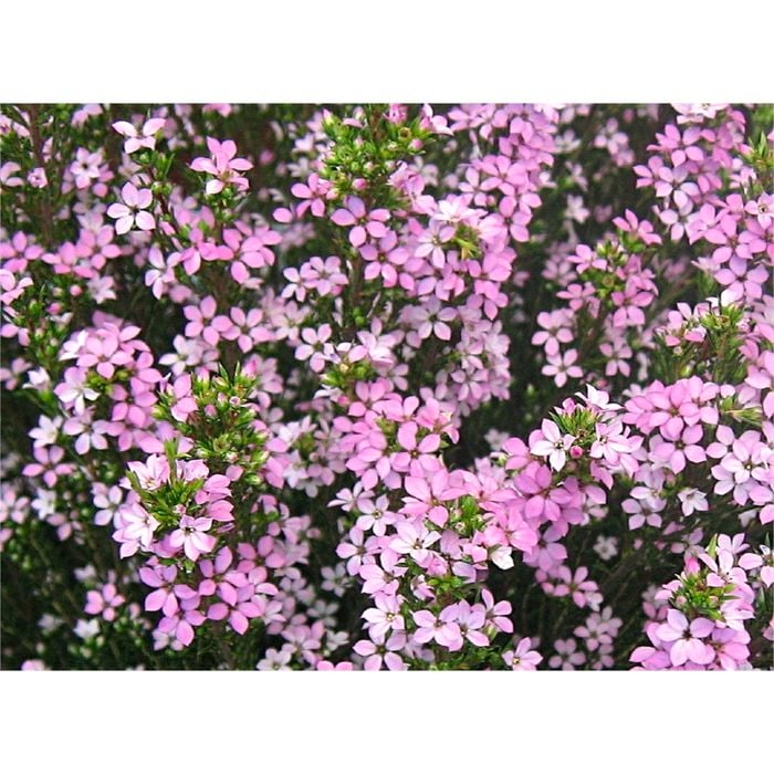 140mm Pink Diosma - Diosma pulchellum - Bunnings Australia